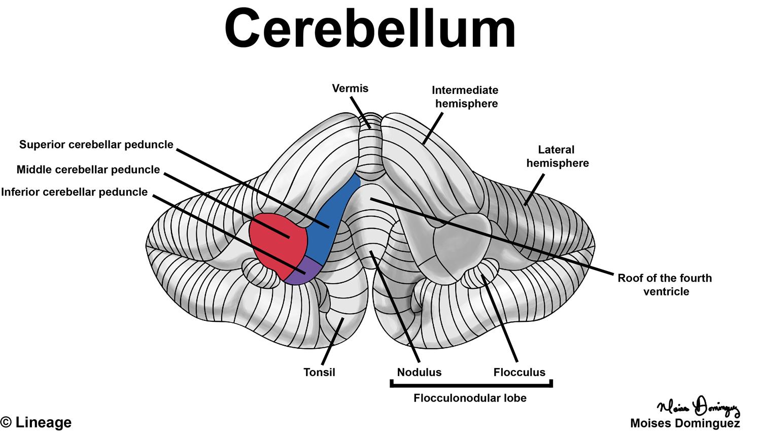 Cerebellum Anterior View Cerebellum Anterior View